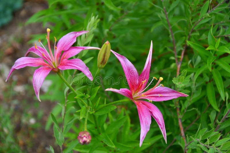 Color rosa lirio imagen de archivo. Imagen de rosa, planta - 159691557