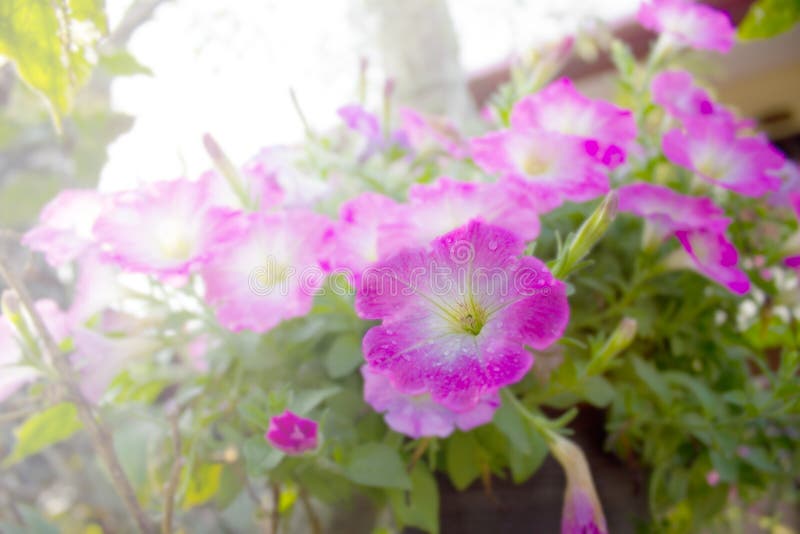 Color Rosado De Las Flores De La Primavera Foto de archivo - Imagen de ...