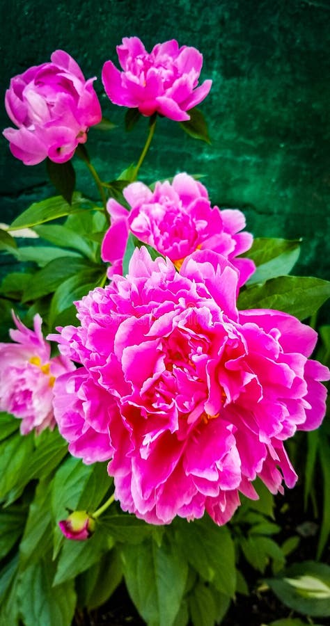 Fleur rose stock image. Image of nature, flower, rose - 118596165