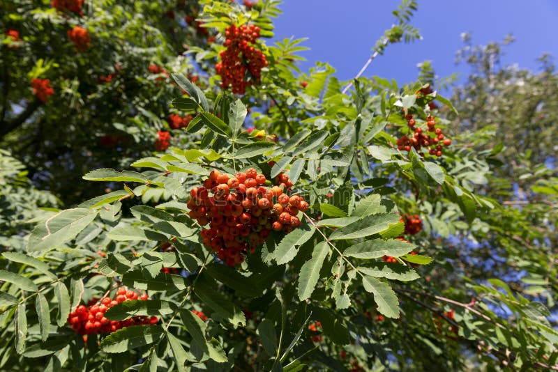 The Color of the Rowan Foliage Changes in Late Summer Stock Image ...