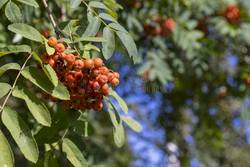 The Color of the Rowan Foliage Changes in Late Summer Stock Photo ...