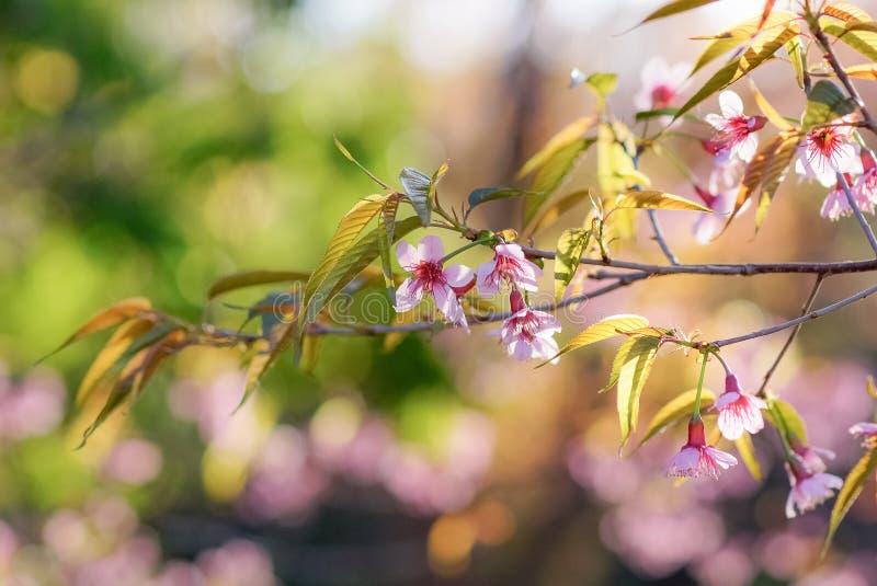 Color sakura stock image. Image of outdoor, colorful - 37760453