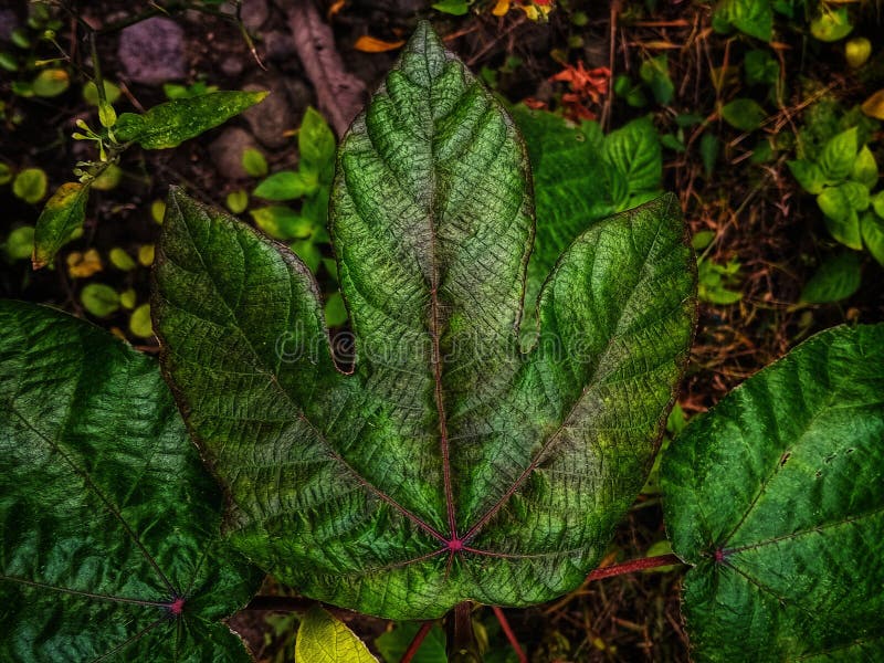 Color Saturation and Leaf Texture Stock Photo - Image of exotic ...