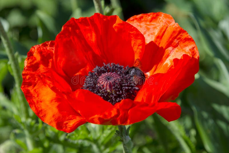 Pestello E Stami Del Giglio Giallo Pallido Fotografia Stock - Immagine ...