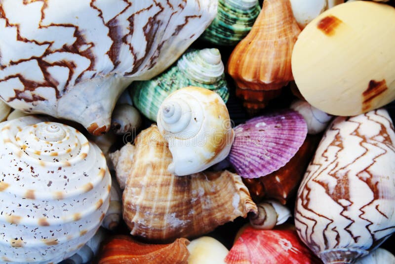 Color sea shell stock image. Image of nature, color - 154457035
