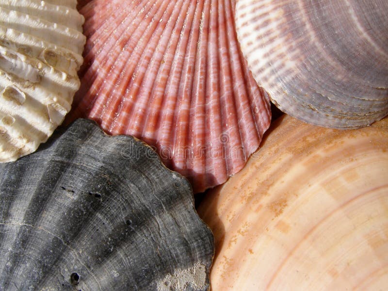 Color sea shells stock image. Image of contrast, crazy - 24447265