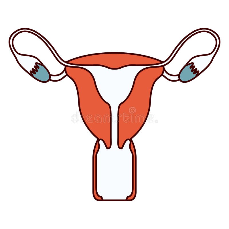 Color Sections Silhouette Female Reproductive System Stock Vector