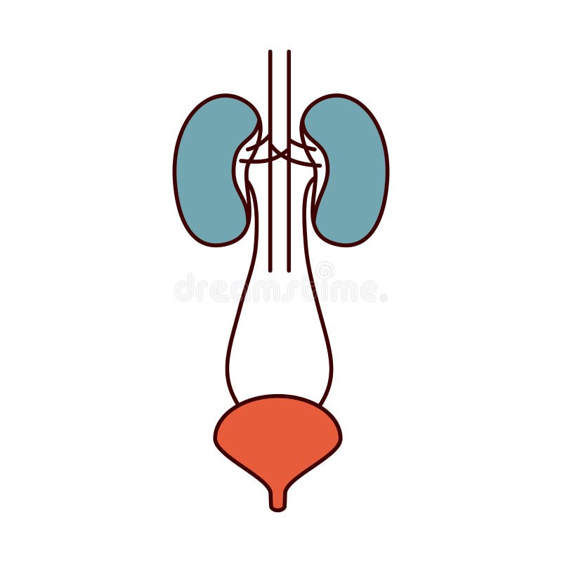 Color Sections Simple Contour Renal System with Urethra Stock Vector ...