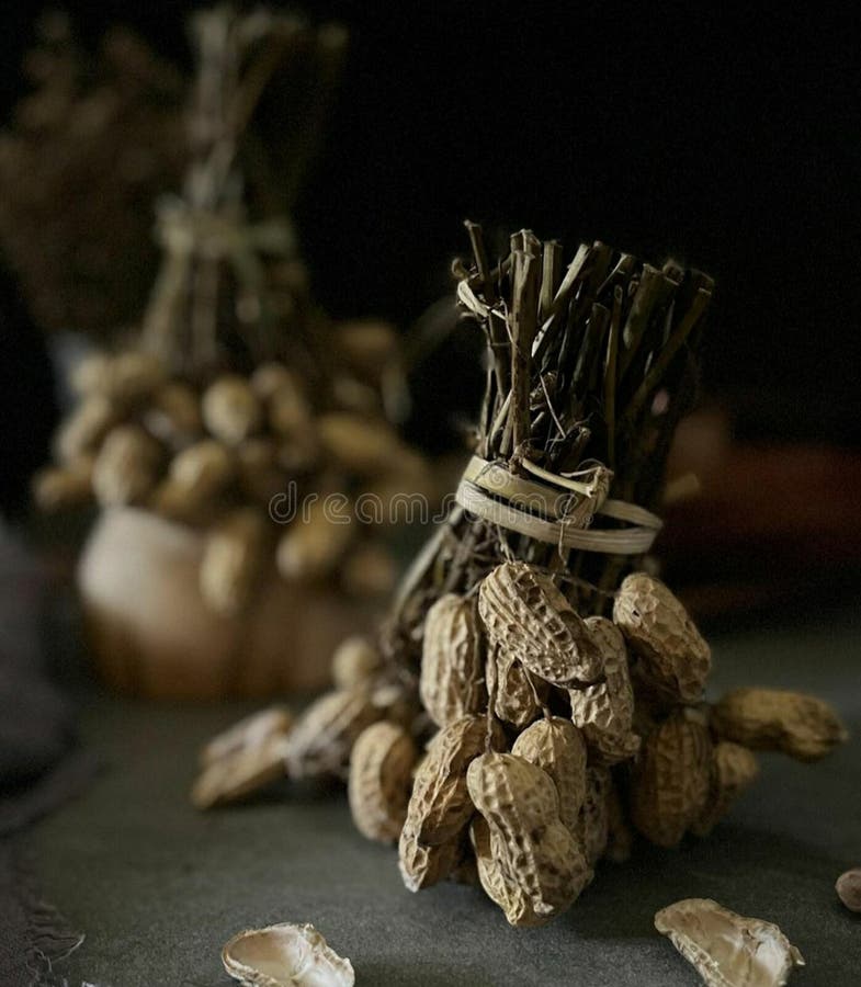 Color and Shape Morphology of Peanuts Stock Image - Image of round ...