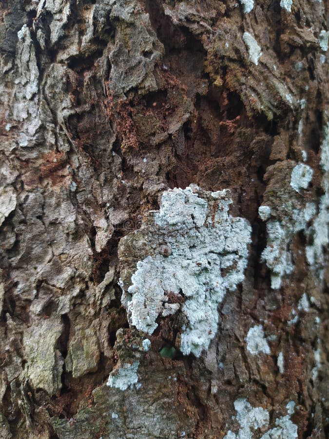 The Color and Shape of the Petai Tree Bark Stock Photo - Image of ...