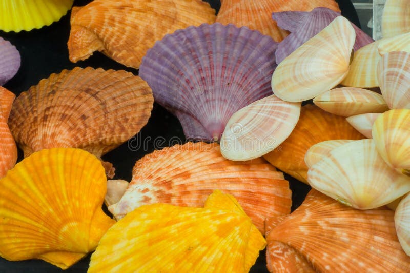 Color shellfish stock photo. Image of gift, greeting - 16152820