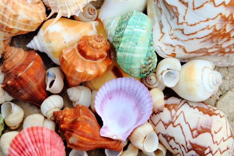 Pile of color shells stock image. Image of seashell - 154455091