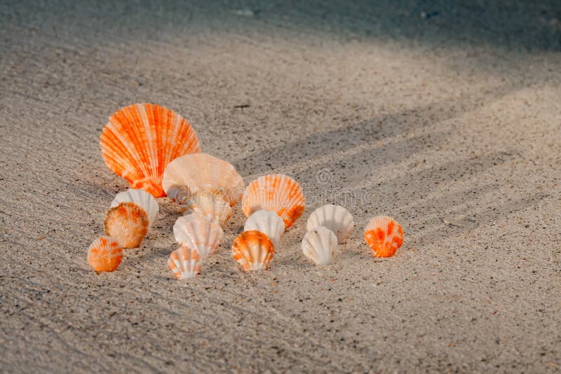 Color Shells on Sandy Beach Stock Image - Image of maldives, pacific ...