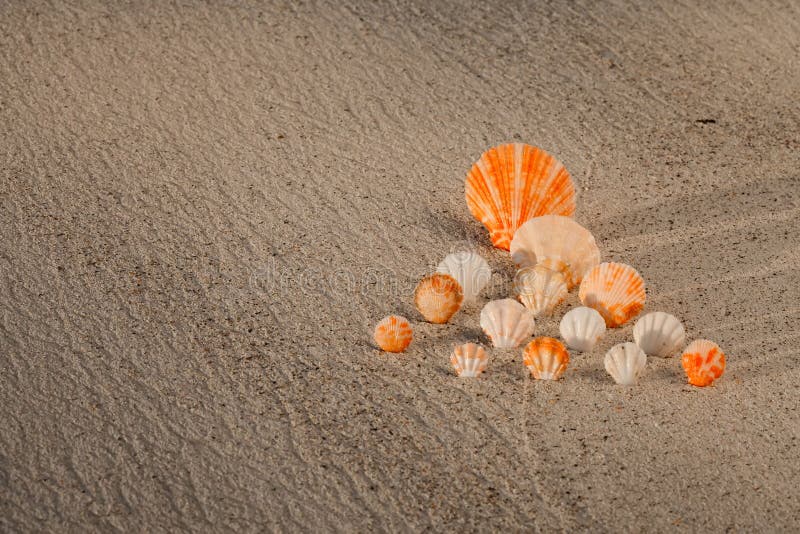 Color Shells on Sandy Beach Stock Photo - Image of holiday, maldives ...