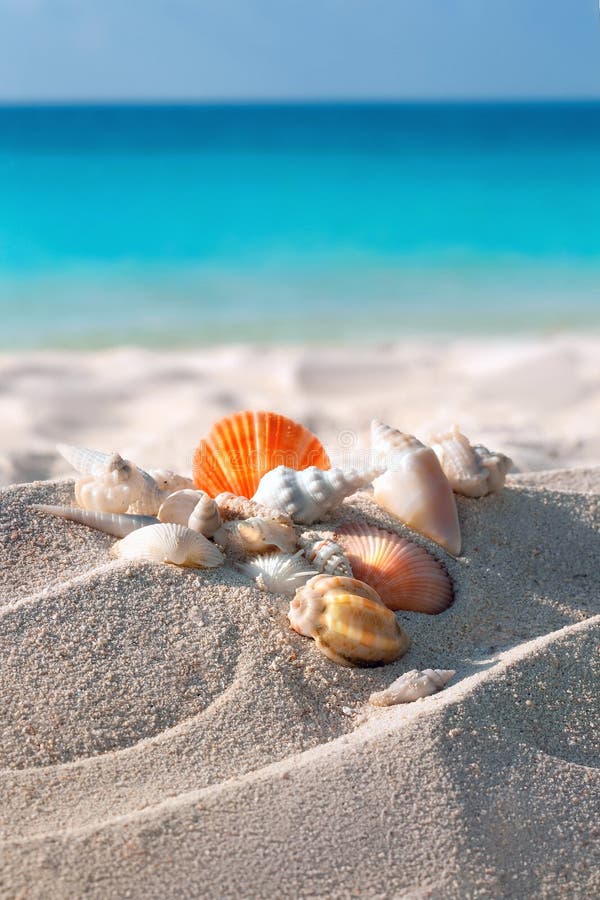 Color Shells on Sandy Beach Stock Image - Image of beach, lagoon: 72500315
