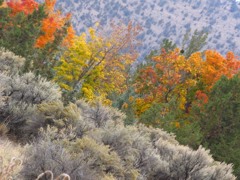 Color Splash in the Junipers Stock Photo - Image of landscape, trees ...
