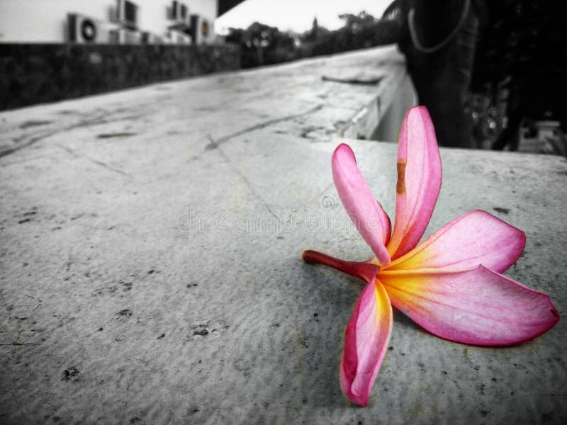 Color Splash editorial image. Image of splash, pink, color - 66777855