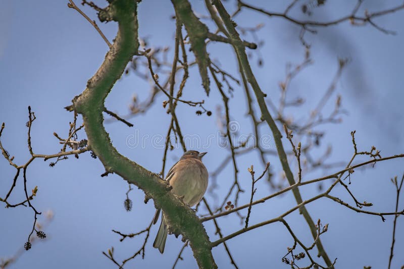 Color Spring Bird on Tree without Leafs in Sunny Blue Morning Stock ...