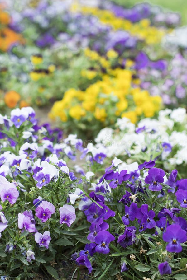 The color of spring_2 stock image. Image of white, summer - 116768381