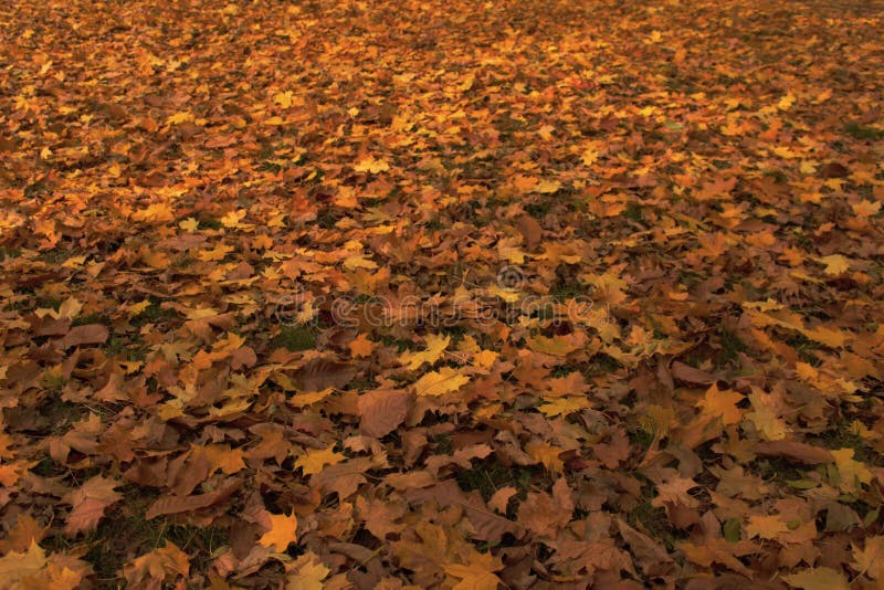 Color Texture Autumn Leaves of Trees Stock Image - Image of abstract ...