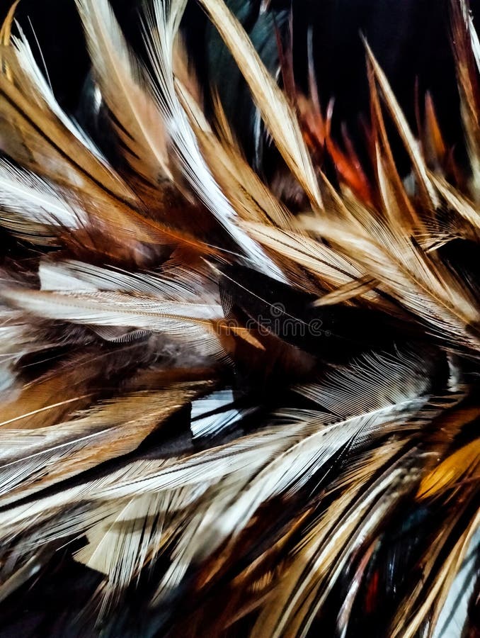 The Color and Texture of the Chicken Feathers are Beautiful Stock Image ...