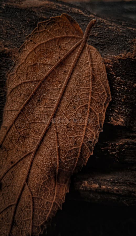 Color and Texture of Dry Leaves Stock Photo - Image of soil, iron ...