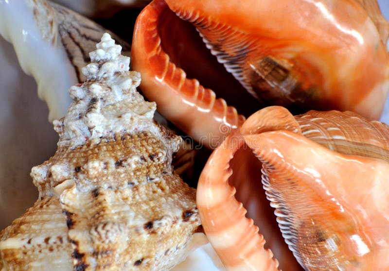 Color and Texture of Sea Shell and Trumpet Stock Photo - Image of color ...