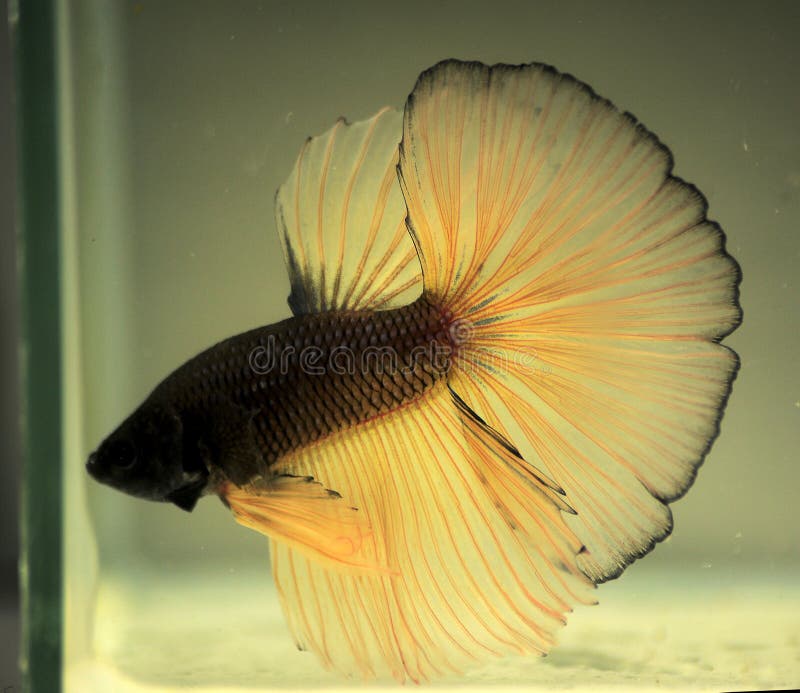 The Color of Thai Fighting Fish. Stock Photo - Image of black, color ...