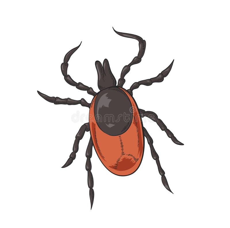 Color Tick stock illustration. Illustration of macro - 33202515