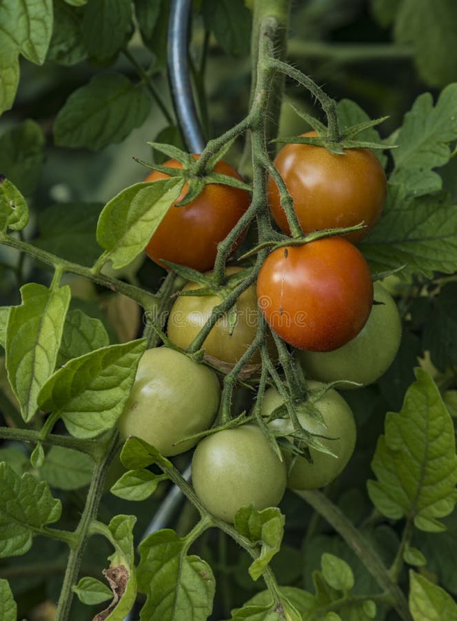 Color Tomatoes with Green Leafs in Hot Summer Stock Image - Image of ...