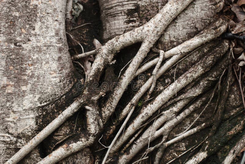 Color Tone of Gray and Dark Root Tree Stock Image - Image of root ...