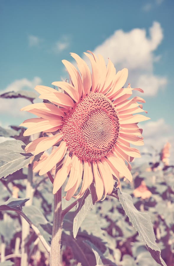 Color Toned Photo of Sunflowers on a Field, Selective Focus Stock Image ...