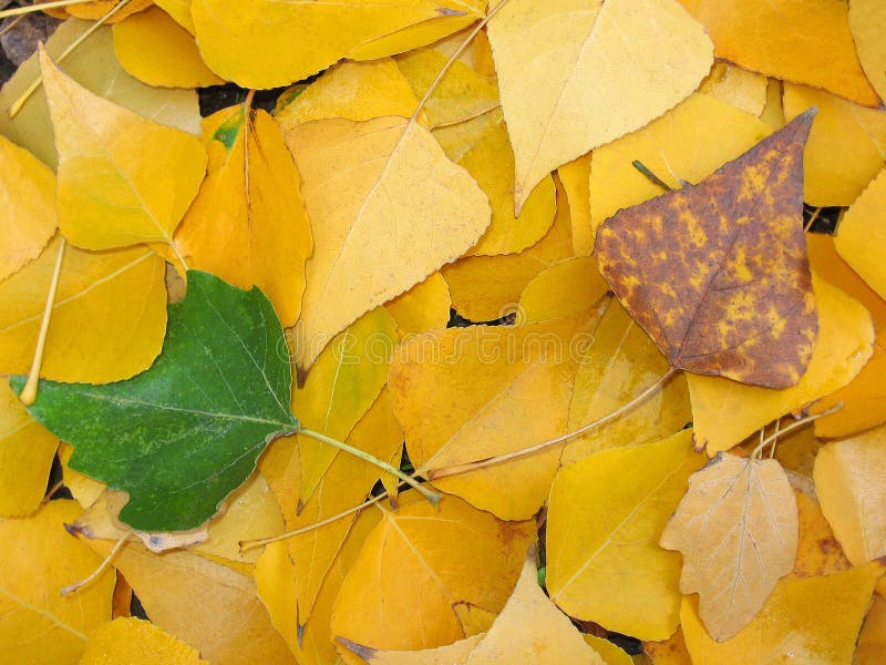 The Color Transition on Leafs in the Fall Season - Autumn Leafs Stock ...