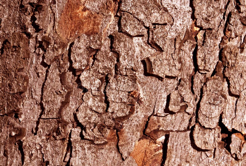 Color tree bark texture. stock image. Image of closeup - 89123203