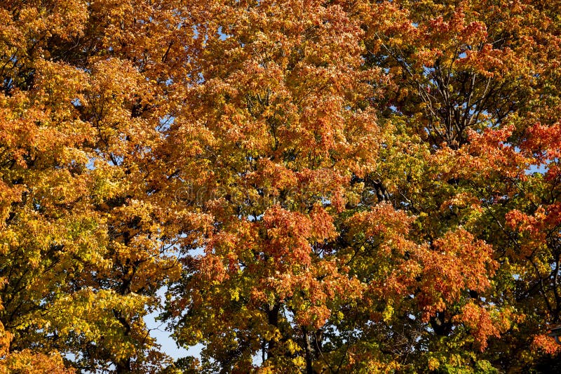 The Color of Tree Leaves in Autumn Stock Image - Image of outside ...