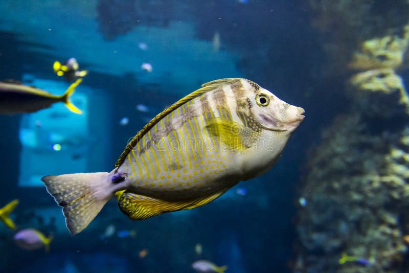 Color Tropical Fish in an Aquarium Stock Image - Image of aquarium ...