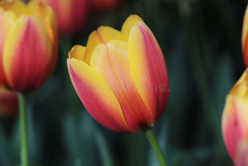 Color of tulip stock photo. Image of nature, garden, color - 55507006