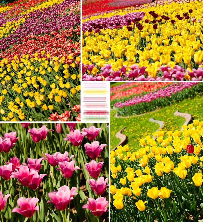 Color tulips in the garden stock photo. Image of pink - 24650372
