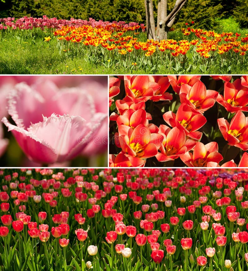 Color tulips in the garden stock photo. Image of flower - 24685814