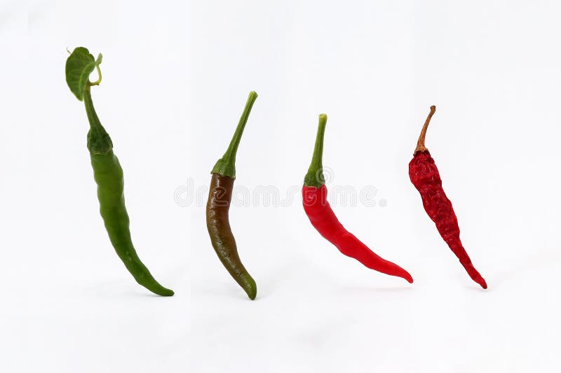 Color Variations of Chili or Capsicum Spp with a White Background Stock ...