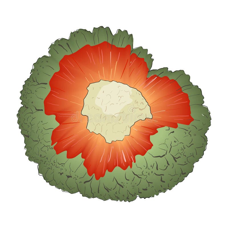 Pandanus Plant Stock Illustrations – 144 Pandanus Plant Stock ...