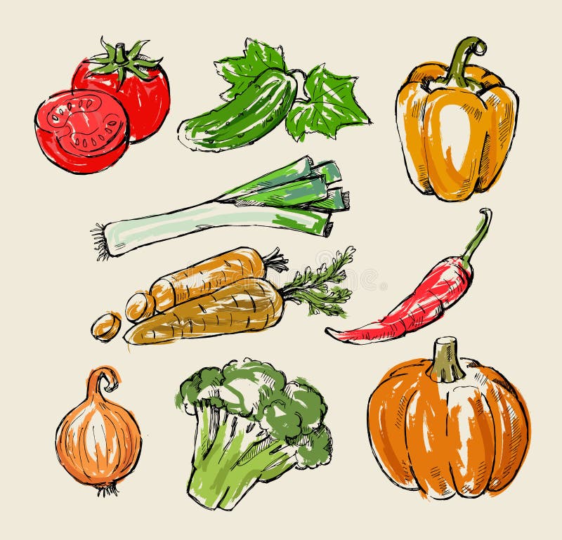 Color vegetables stock vector. Illustration of graphic - 41030071