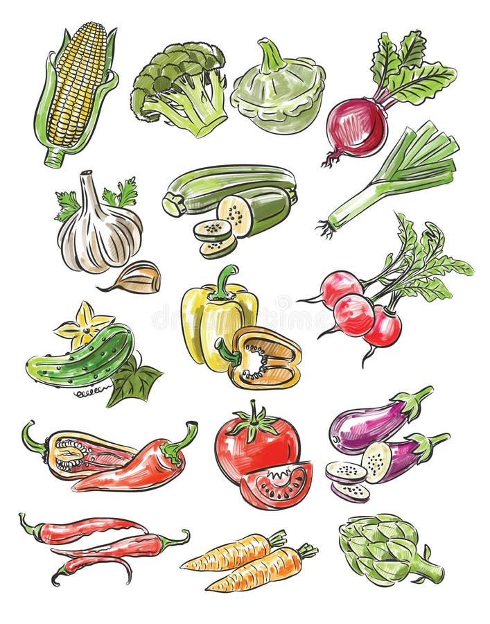 Color vegetables stock vector. Illustration of graphic - 41030071