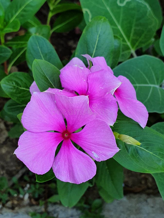 Color Verde De La Flor De Closelook Imagen de archivo - Imagen de flor ...
