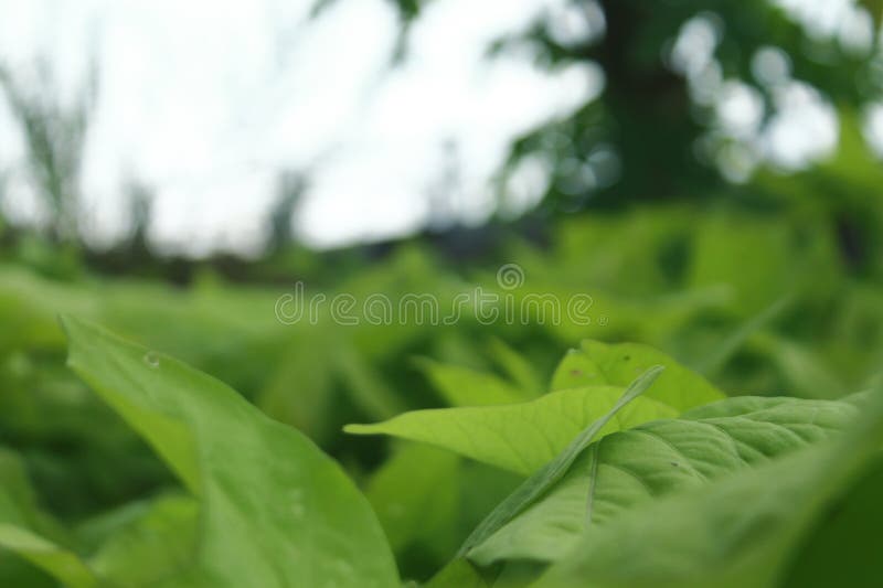 Color Verde De Planta Adorable Imagen de archivo - Imagen de hoja ...