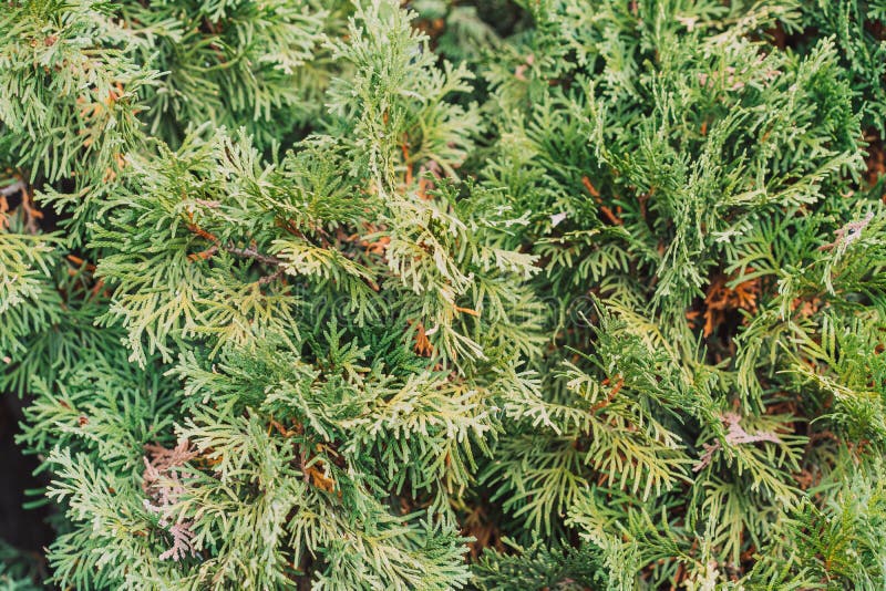 Color Verde De Rama De Fondo Externo Foto de archivo - Imagen de ...
