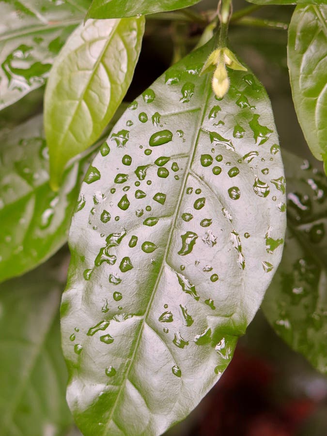 Color verde planta de flor imagen de archivo. Imagen de arco - 157539945