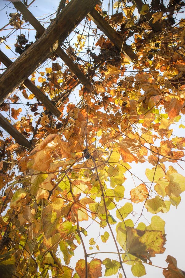 The Color of the Vine Leaves Stock Image - Image of nature, october ...