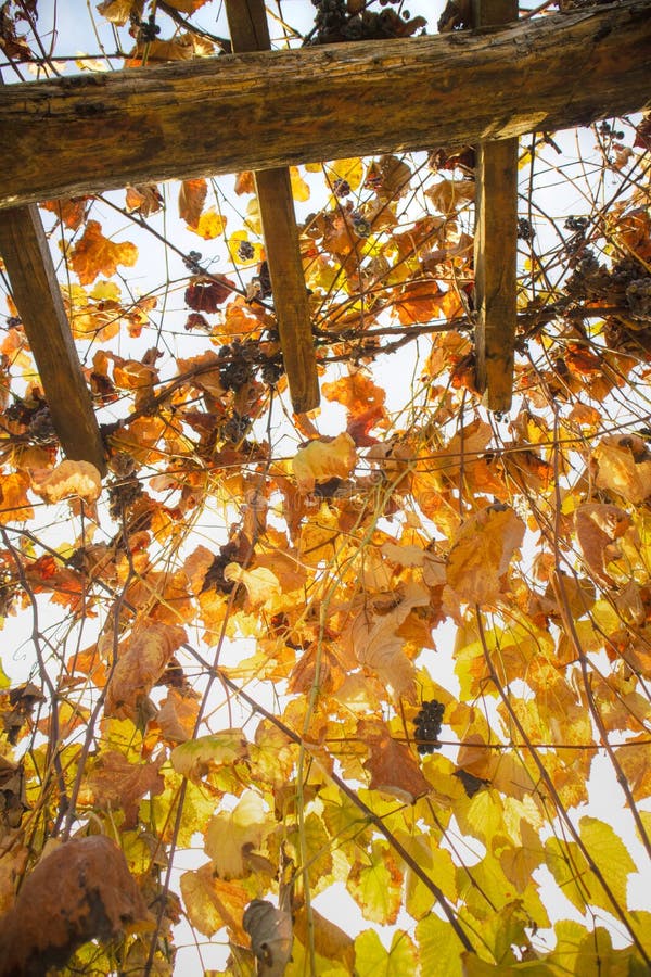 The Color of the Vine Leaves Stock Image - Image of season, vineyard ...