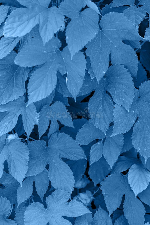 Color of 2020 Year, Classic Blue. Hop Leaf. Textured Abstract ...